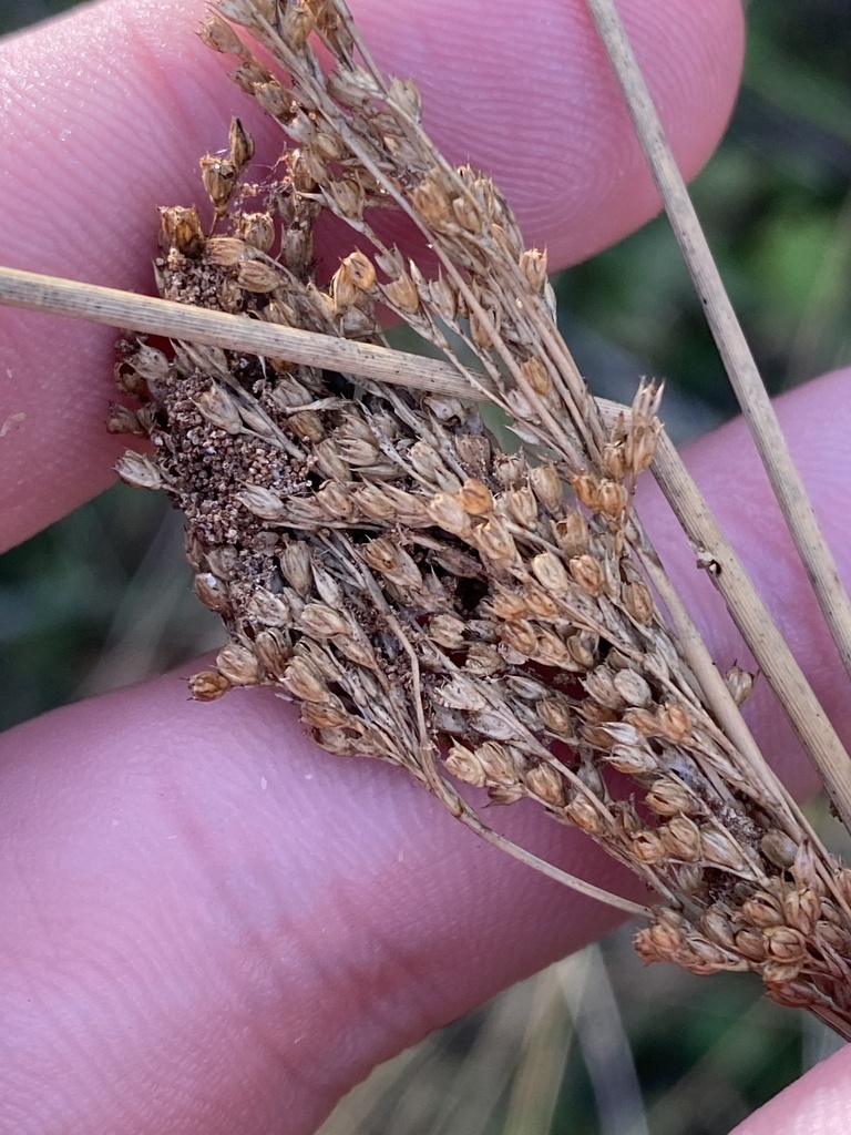Juncus flavidus from Tidbinbilla Nature Reserve, Paddys River, ACT, AU ...