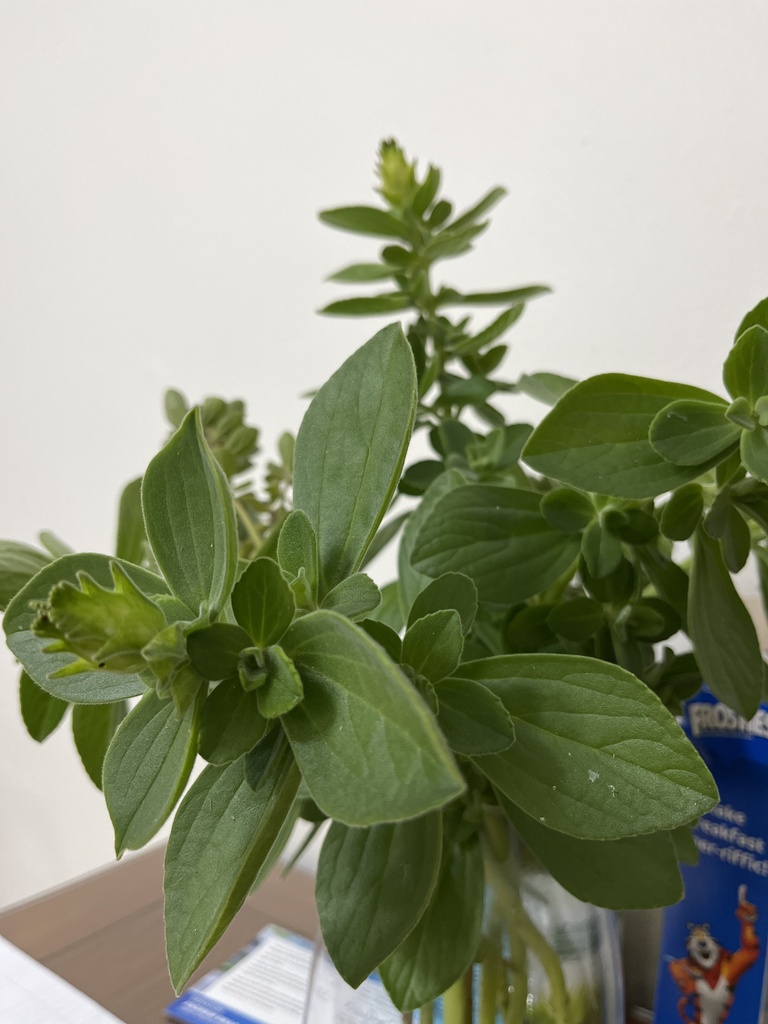 mint family from Centennial Ave, 查茨伍德, NSW, AU on June 27, 2023 at 07: ...