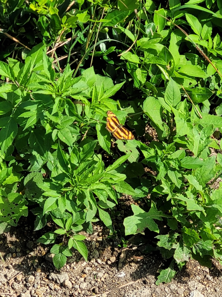 Common Jester from 西高山 on June 27, 2023 at 03:39 PM by nokbeetles ...