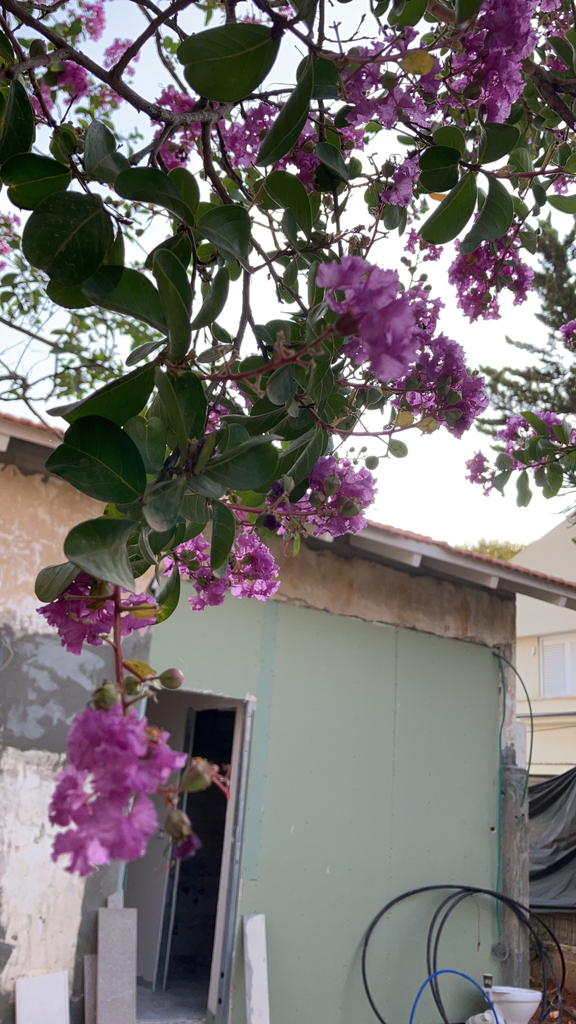 Crape-myrtle from Kefar Sava on June 27, 2023 at 07:26 AM by kai_potter ...