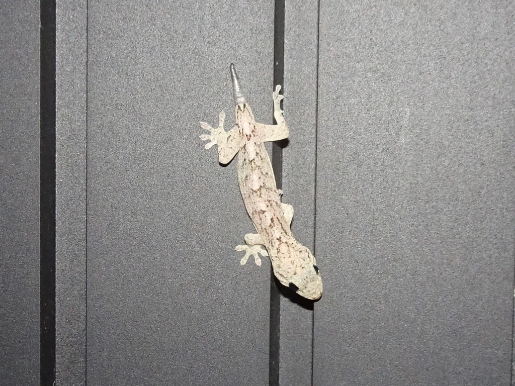 Japanese Giant Gecko from 長谷, 厚木市, 神奈川県, JP on June 26, 2023 at 07:55 ...