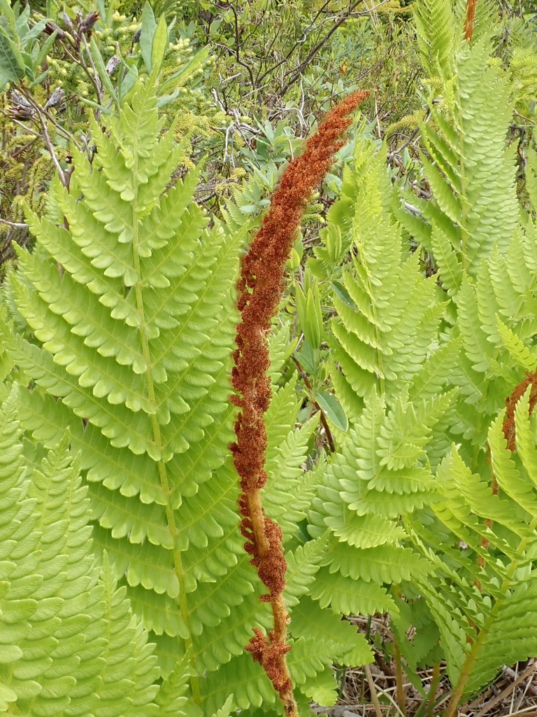 cinnamon fern from Parc national du Canada du Gros-Morne, Woody Point ...