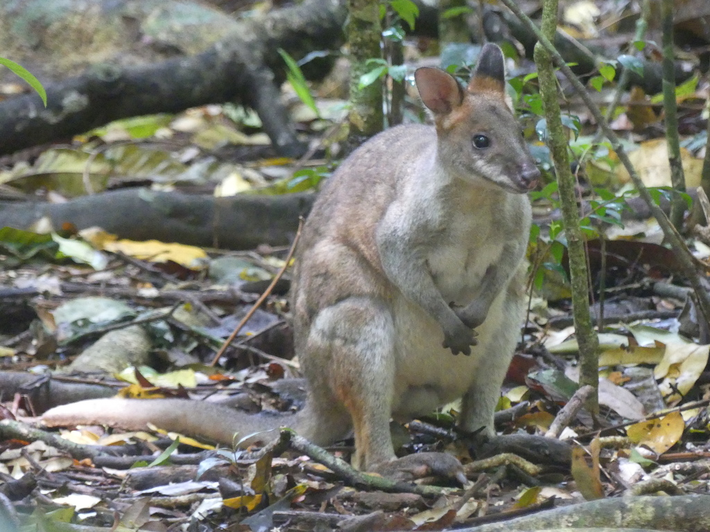 Red-legged Pademelon (Thylogale stigmatica) - Know Your Mammals