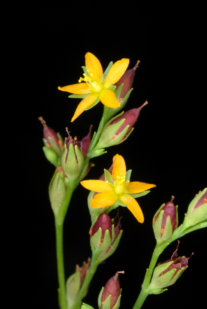 Canada St. John's wort in July 2012 by Douglas Goldman. A weed in pots ...