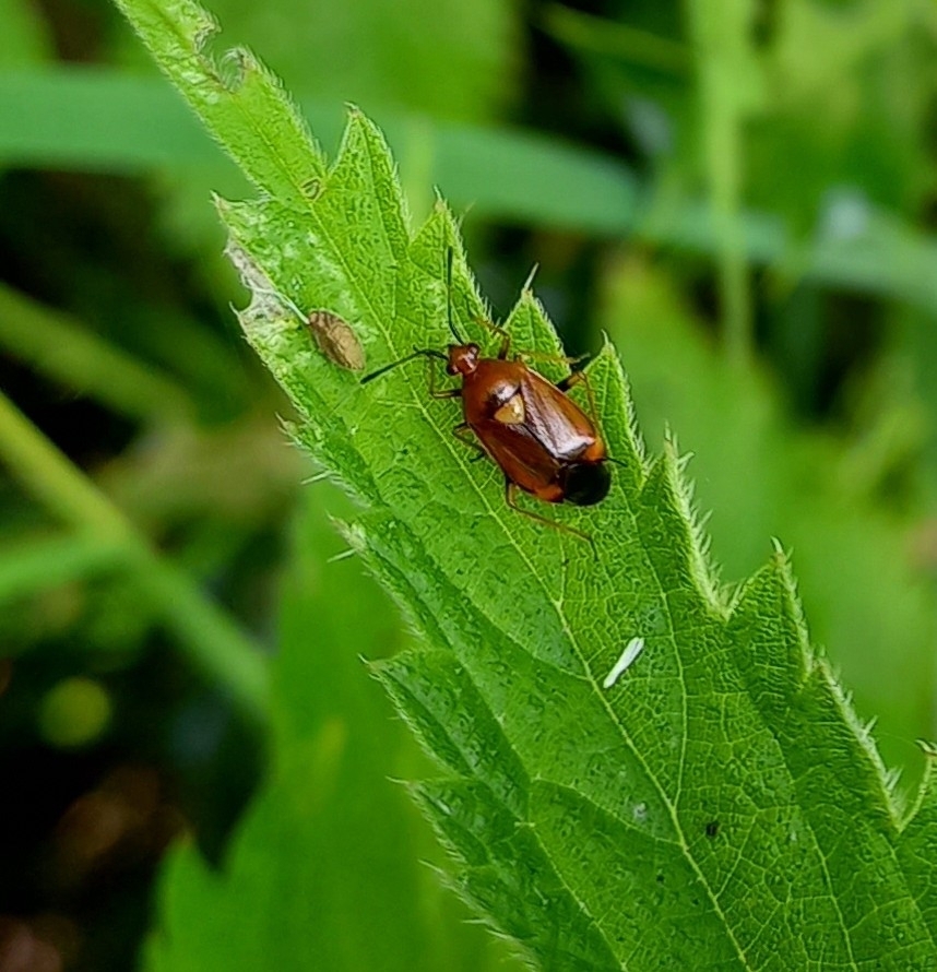 red-spotted plant bug in June 2023 by eco-line · iNaturalist