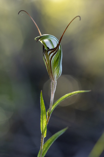Pterostylis microglossa · iNaturalist United Kingdom