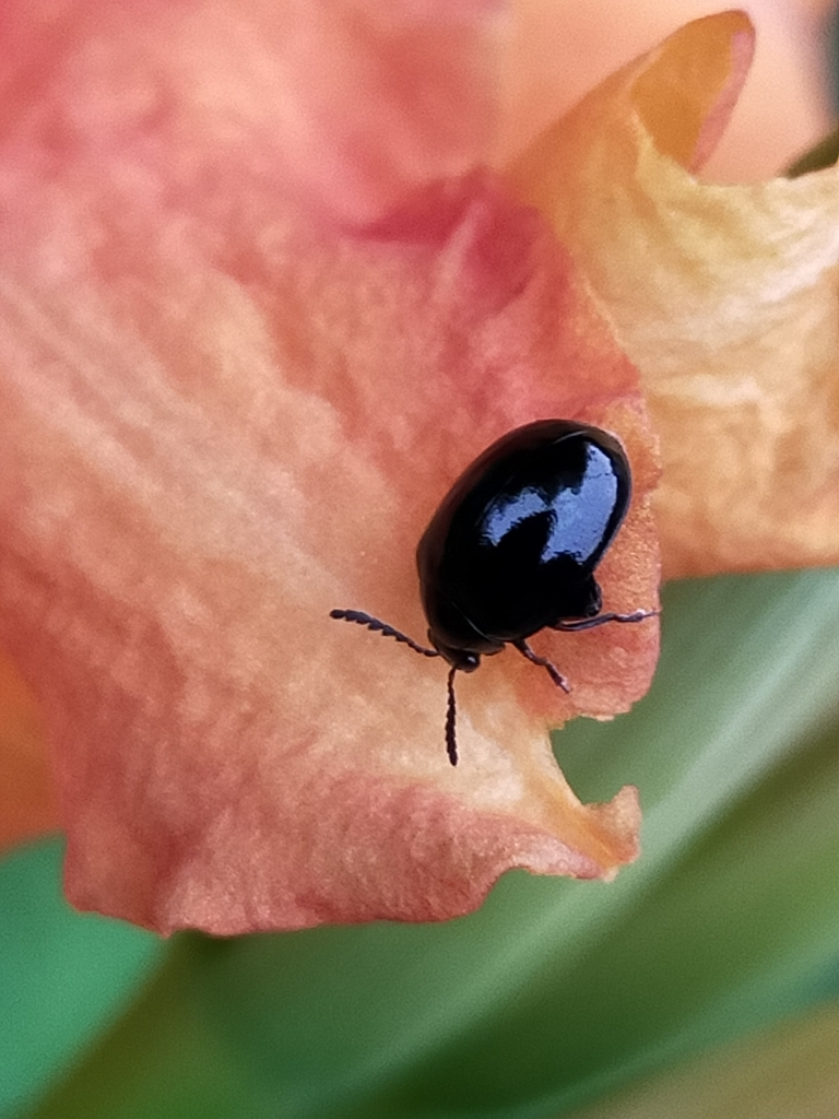 Nonarthra cyanea from 横浜市 on June 27, 2023 at 06:09 PM by コウジ タマル ...