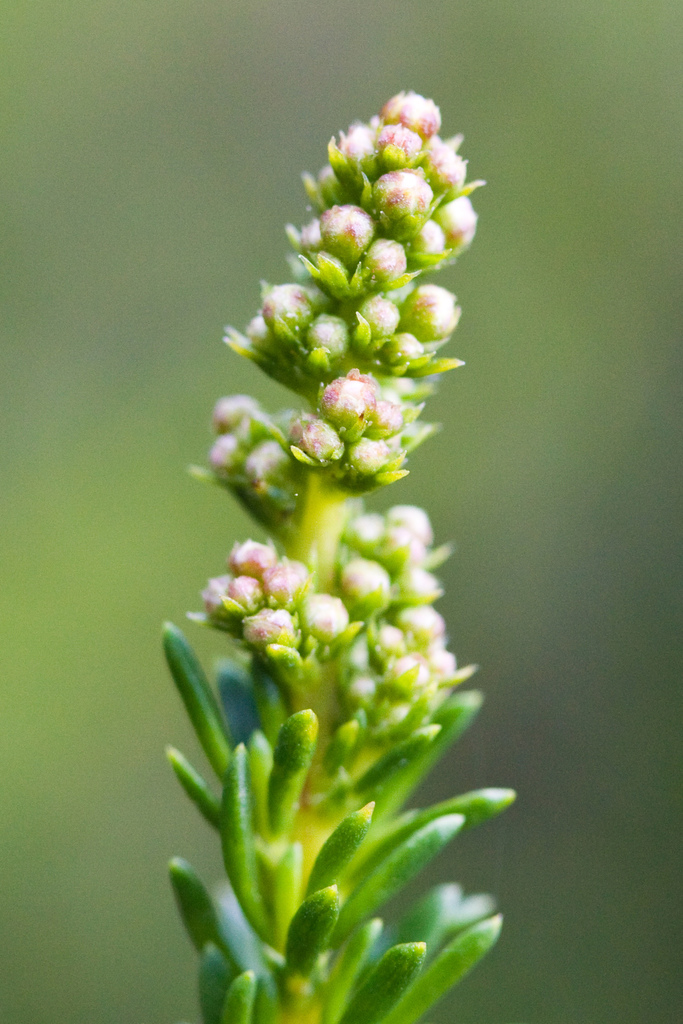 chamise (A Floral Guide to Walker Ridge) · iNaturalist