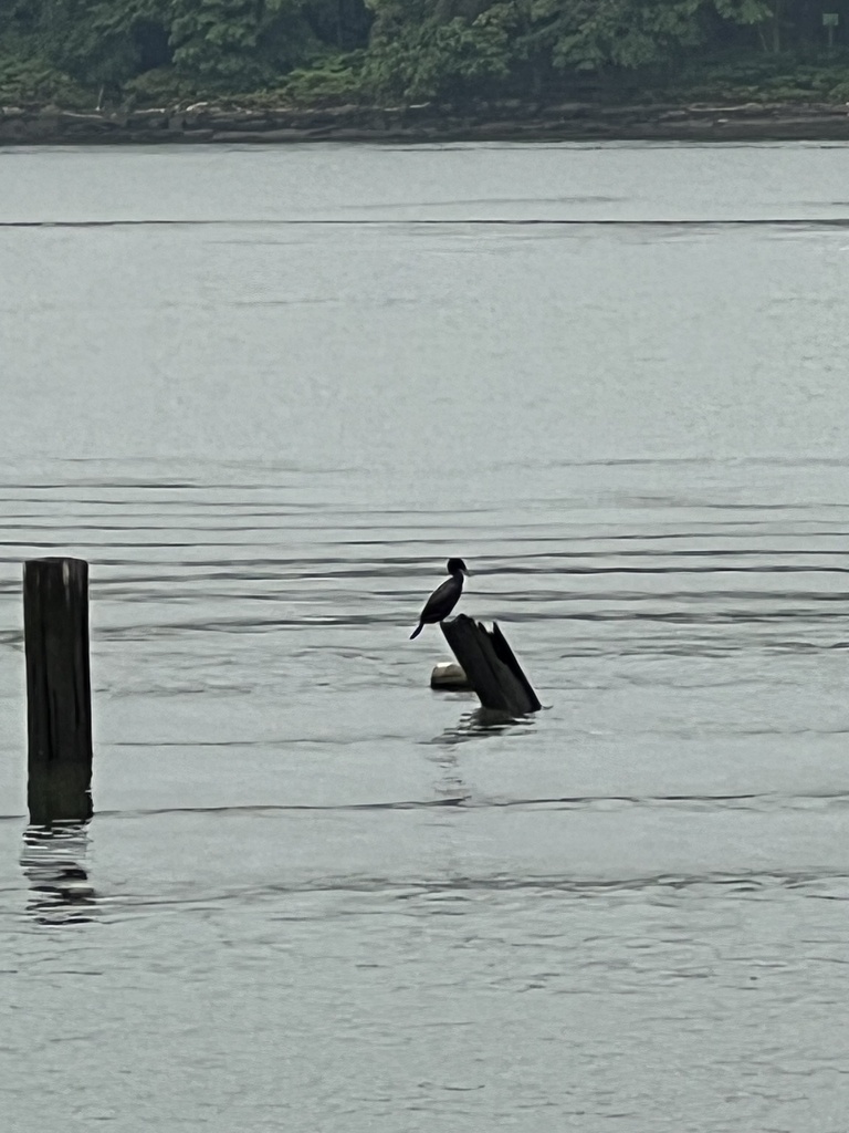 Great Cormorant from Bergen Point West Reach, Bayonne, NJ, US on June ...