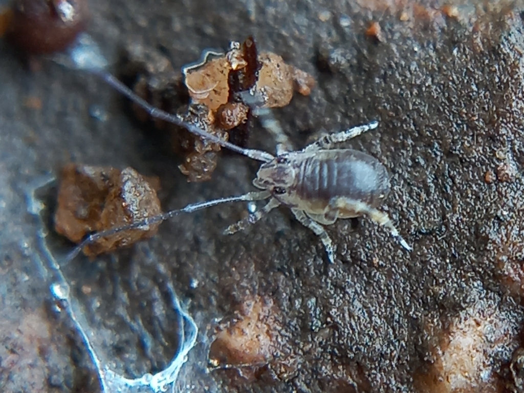 Opilioacaridae from FG3G+X6Q Mahendra hills Viewpoint, Mahendra Hills ...