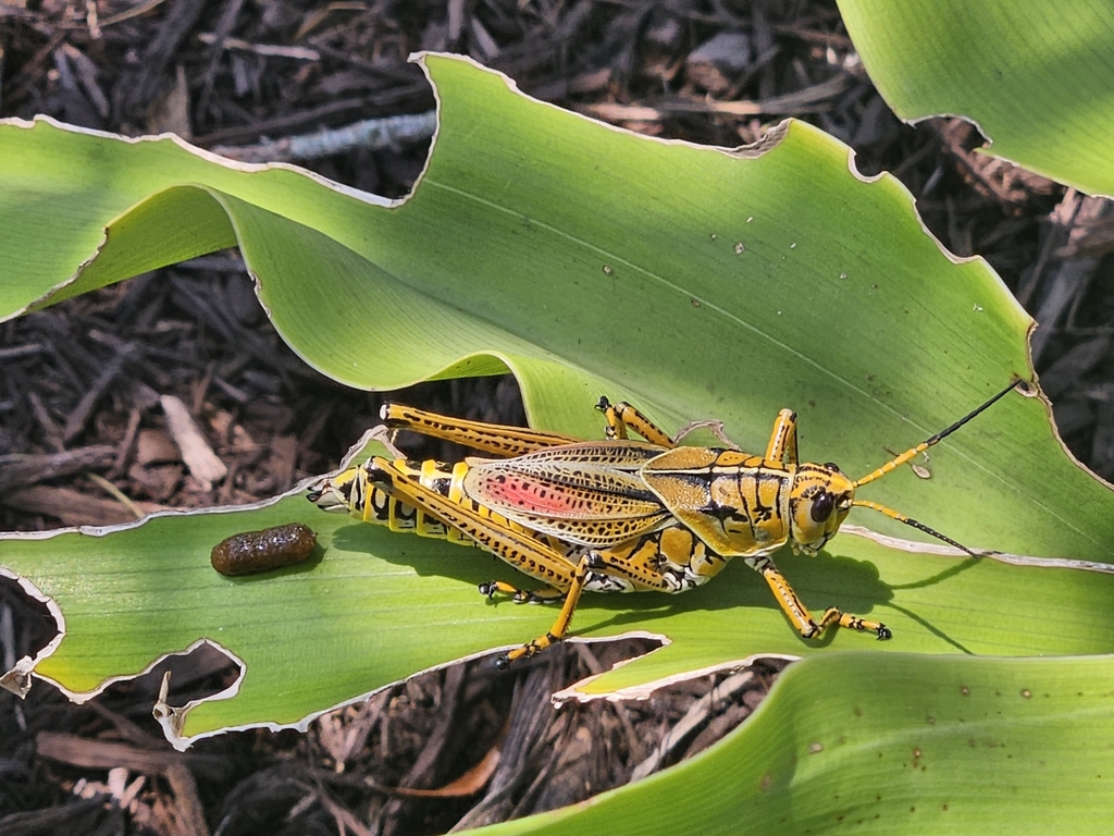 Eastern Lubber Grasshopper from Palm Coast, FL on June 26, 2023 at 12: ...