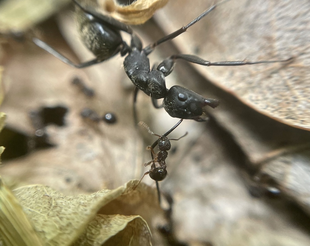 Japanese Queenless Ant in June 2023 by eggseries · iNaturalist