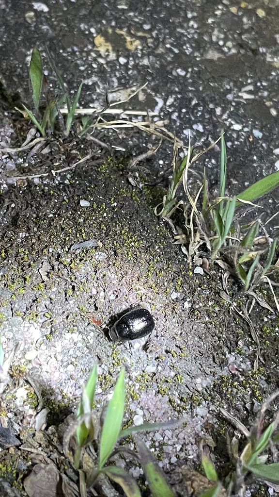 Apogonia amida in June 2023 by eggseries · iNaturalist