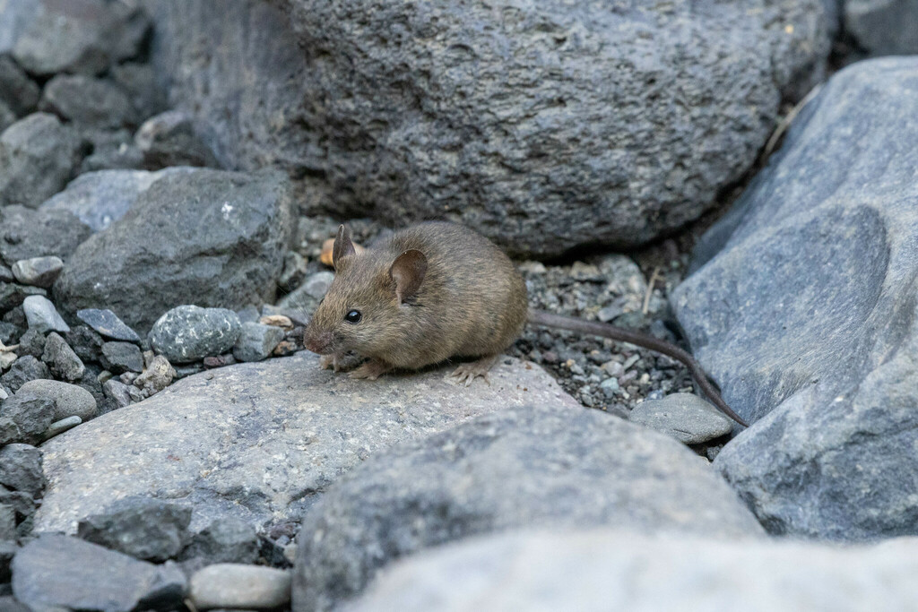 House Mouse from Cilaos 97413, Réunion on June 27, 2023 at 09:54 AM by ...