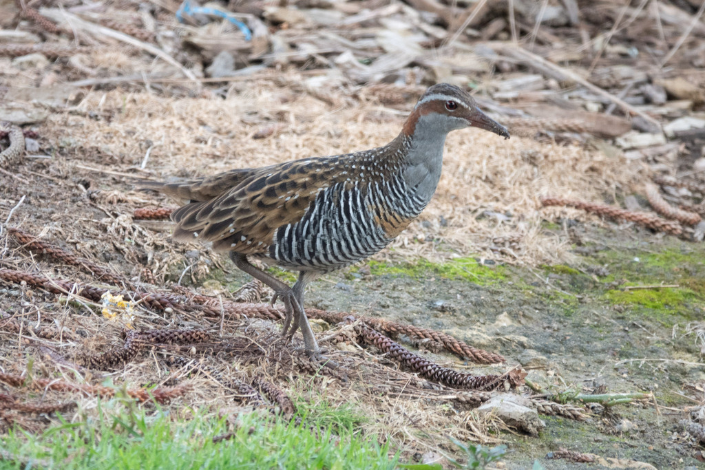Buff-banded Rail from Port Campbell VIC 3269, Australia on May 1, 2023 ...