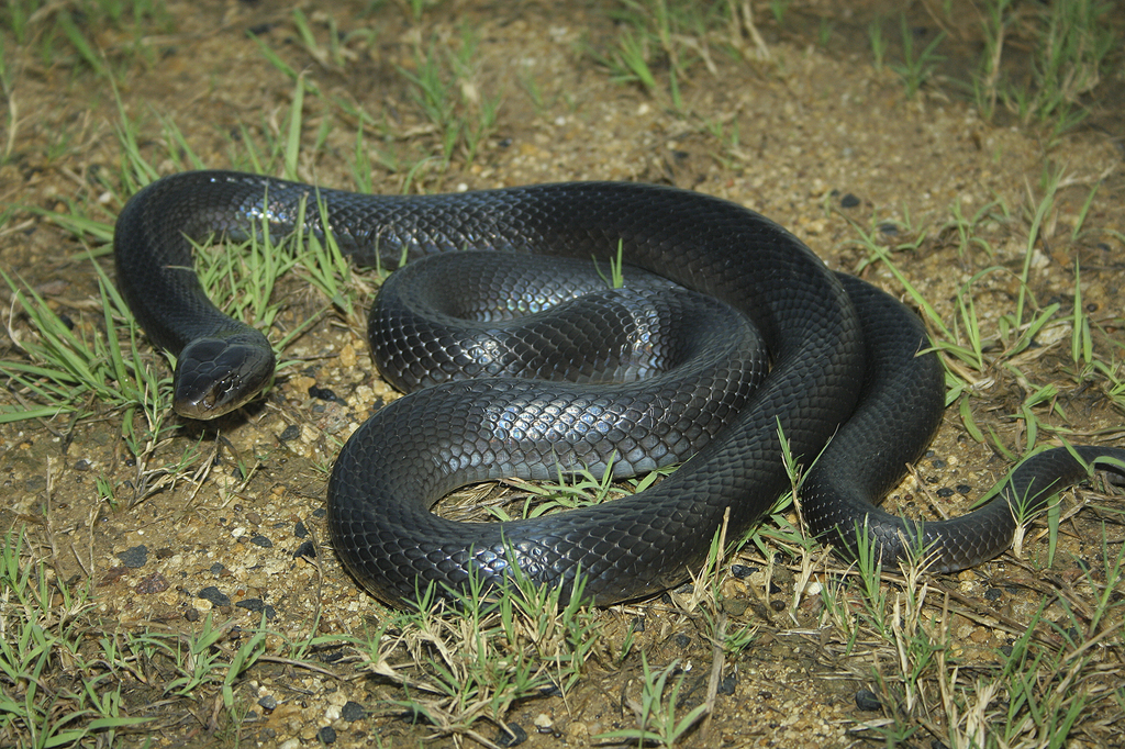 Papuan Black Snake (Pseudechis papuanus) - Snakes and Lizards