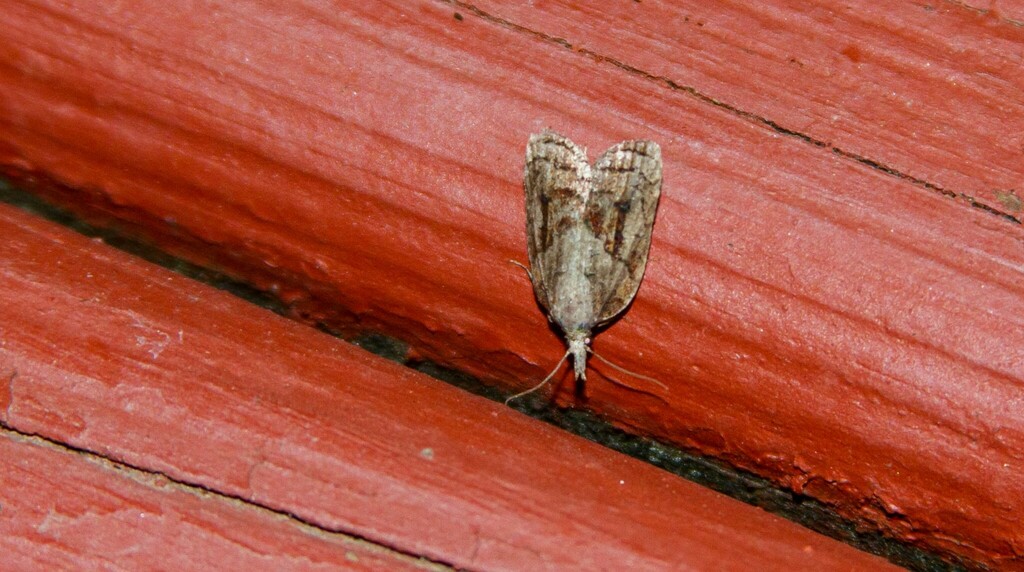 Tufted Apple Bud Moth from Aspen Hill, MD, USA on June 26, 2023 at 02: ...