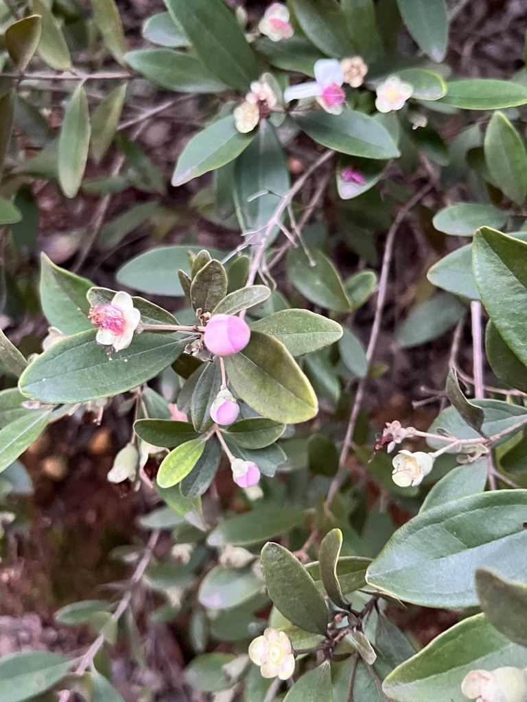 Rose Myrtle (Rhodomyrtus tomentosa) - Botanical Realm