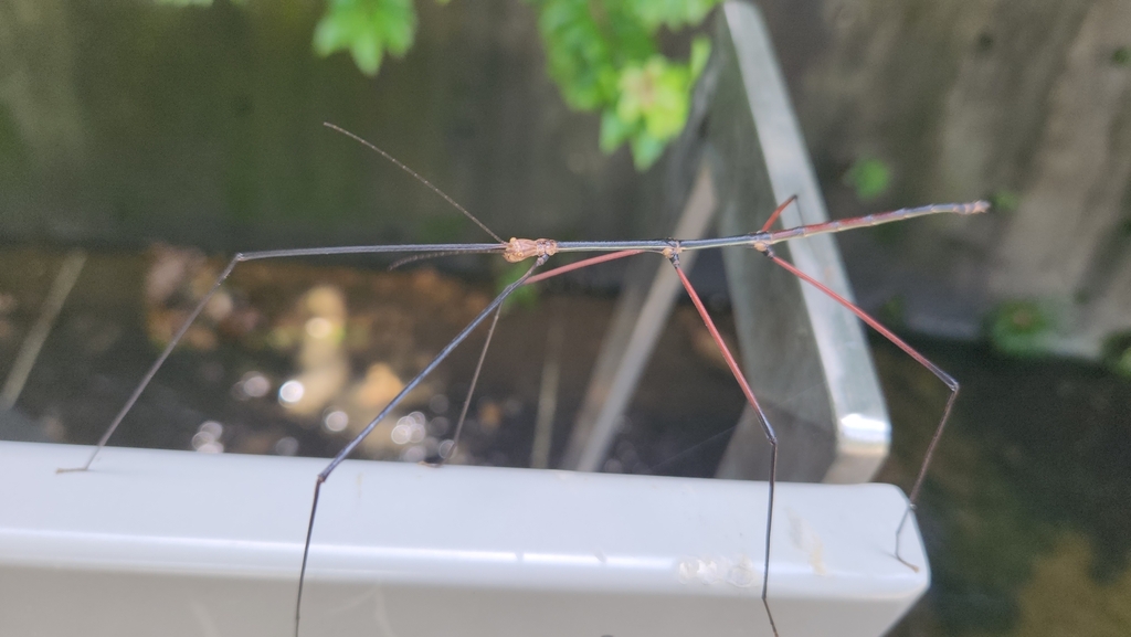 Ramulus caii from Tai Mo Shan on June 26, 2023 at 02:10 PM by Mike ...