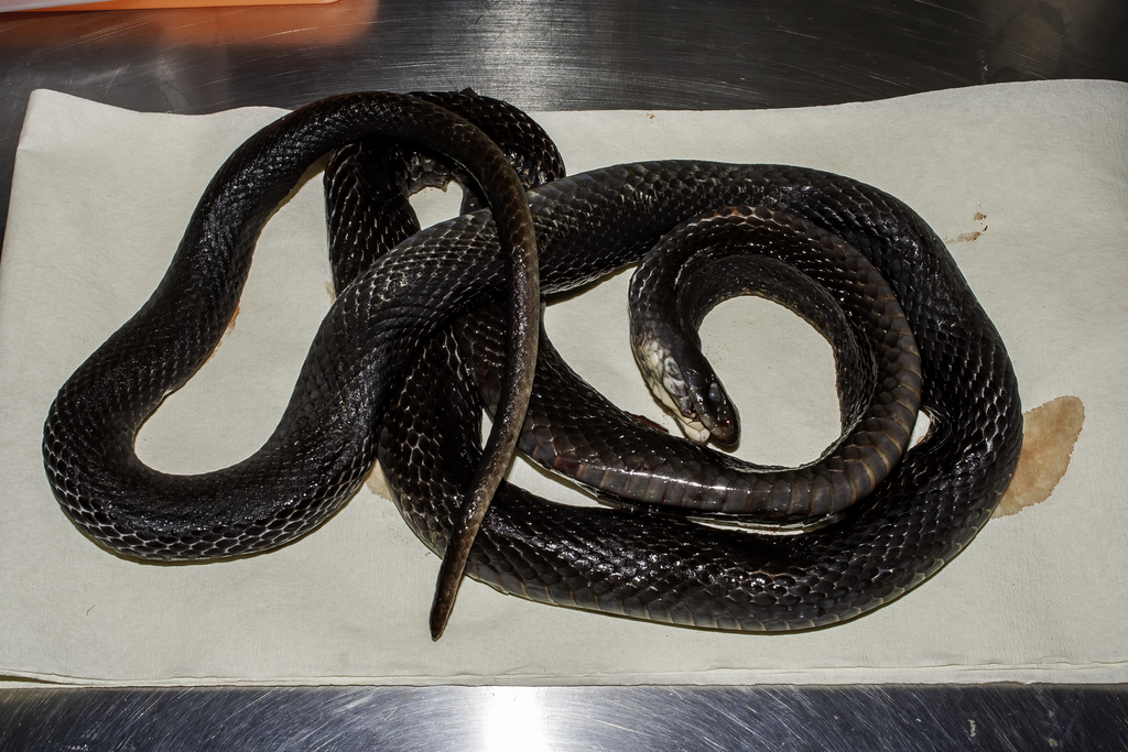 Papuan Black Snake from near Sabuia village, Rigo District, Papua New ...