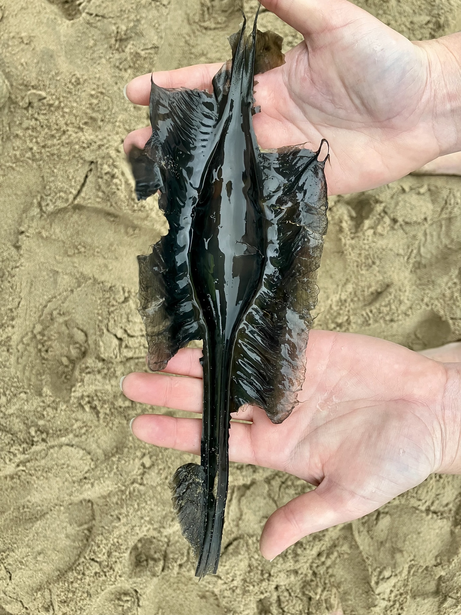 Callorhinchus capensis Duméril, 1865