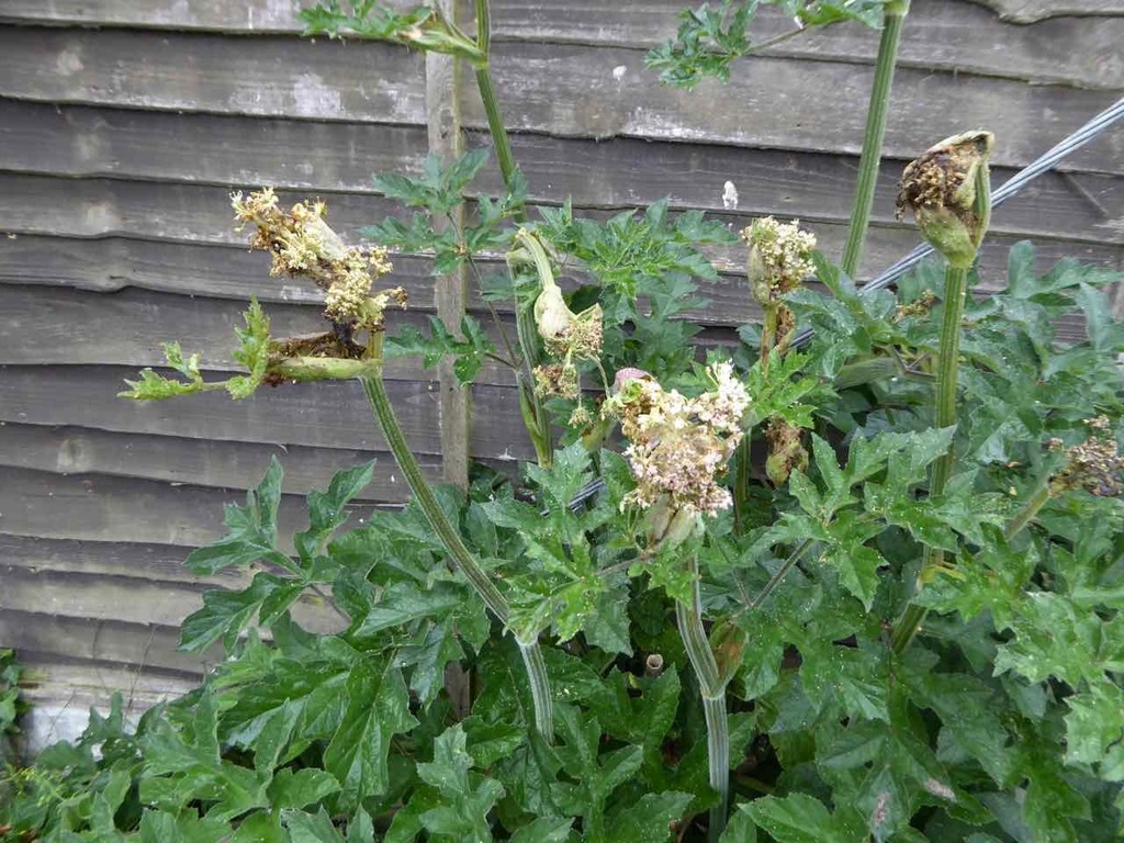 hogweed from Cumbria, UK on June 27, 2023 at 12:10 PM by Jane Orgee ...