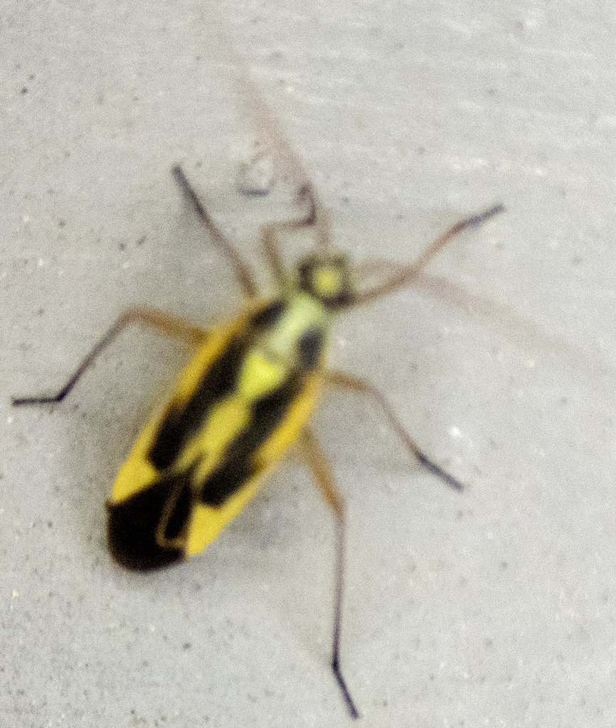 Two-spotted Grass Bug from Shepard Settlement, Onondaga County, NY, USA ...