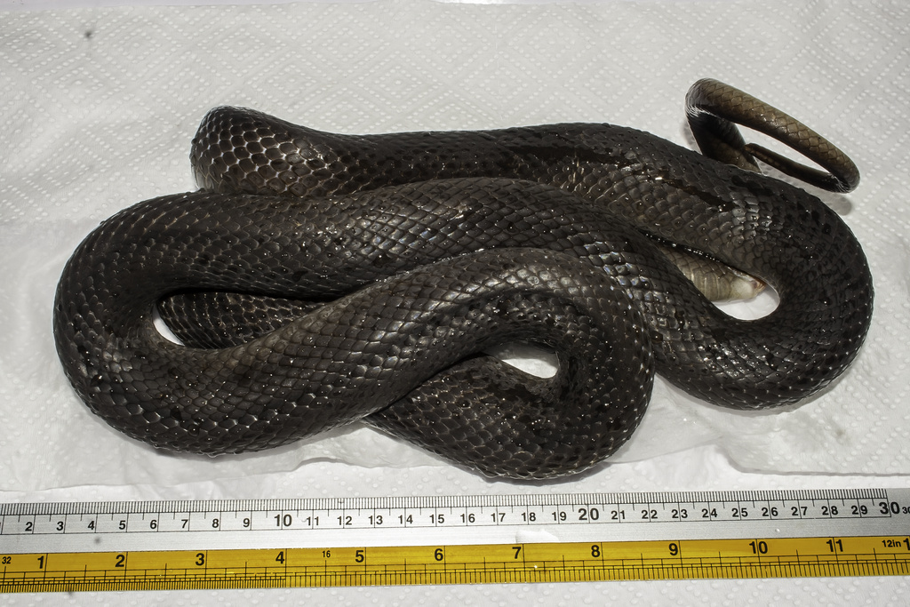 Papuan Black Snake from Staging Camp (Site 152), Lealea Road, Kairuku ...