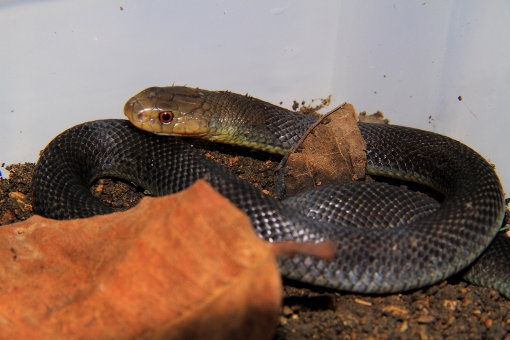 Papuan Black Snake from Sabuia, Rigo District, Central Province, Papua New Guinea on December 30 ...