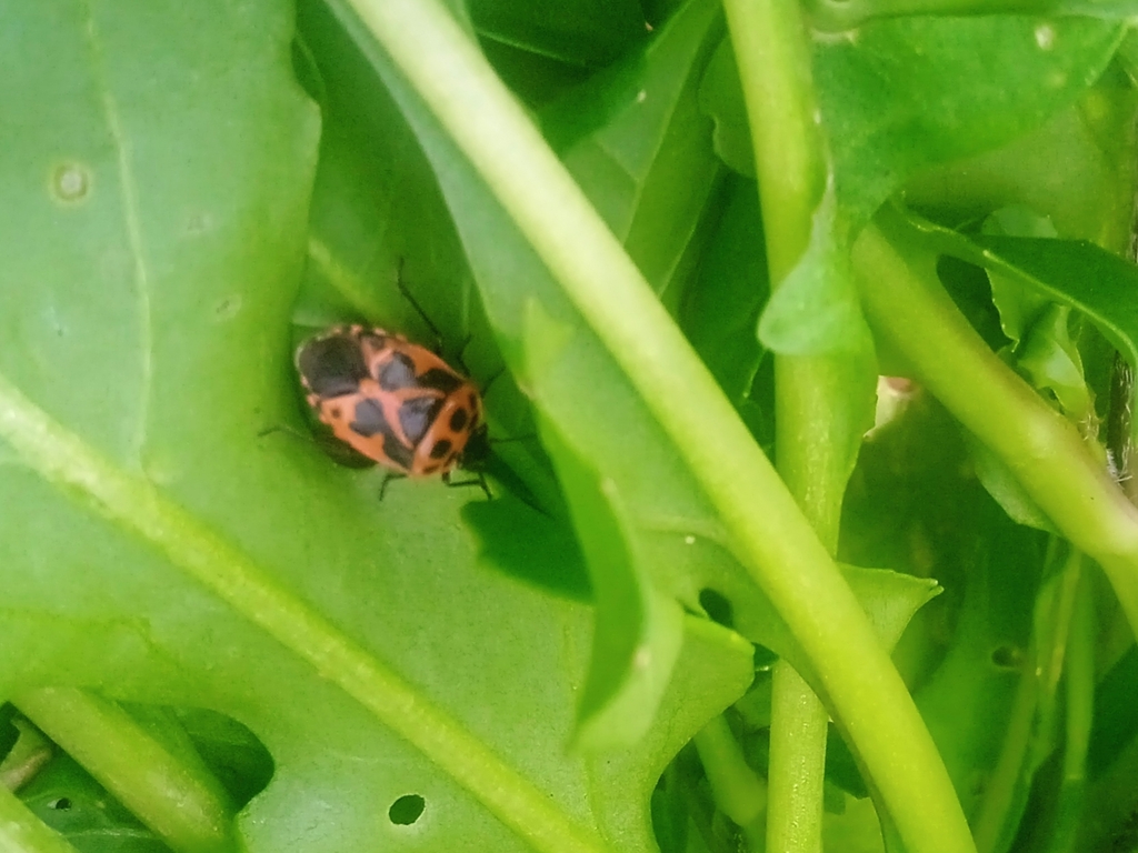 Painted bug from Сарга, Свердловская обл., Россия, 623022 on June 27 ...