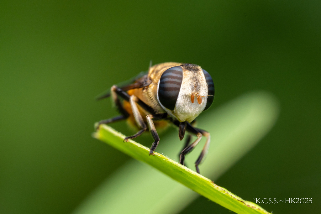 Phytomia errans in June 2023 by kcss · iNaturalist