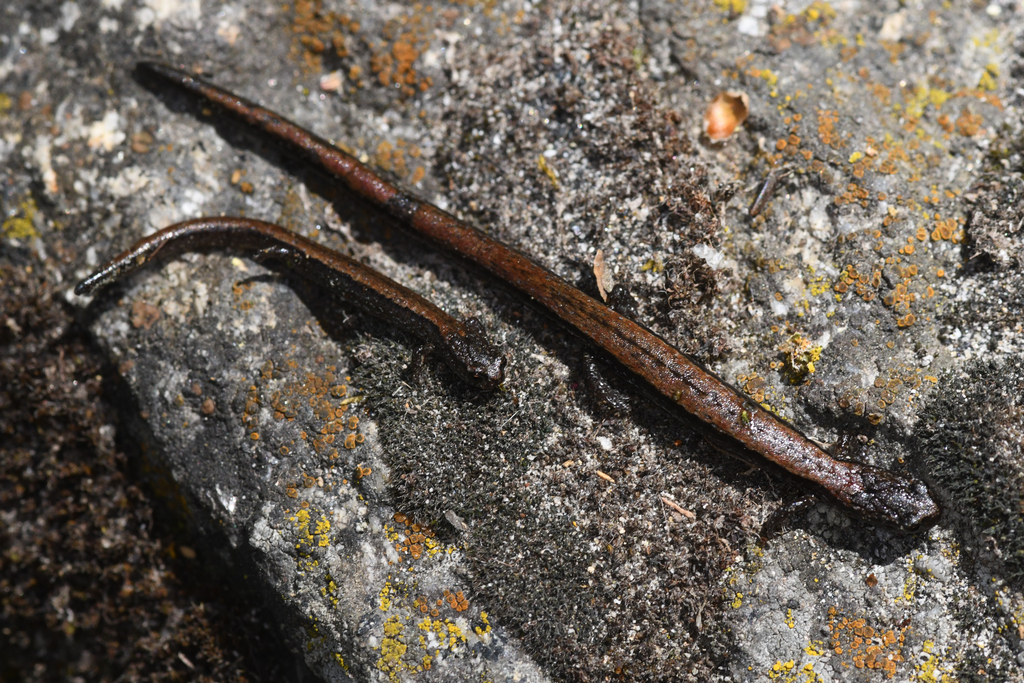 Relictual Slender Salamander in June 2023 by Chloe and Trevor Van Loon ...
