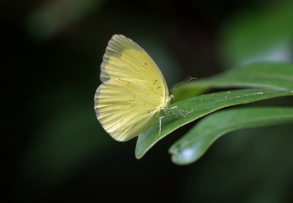 Three-spotted Grass Yellow in June 2023 by Goofy Ko · iNaturalist
