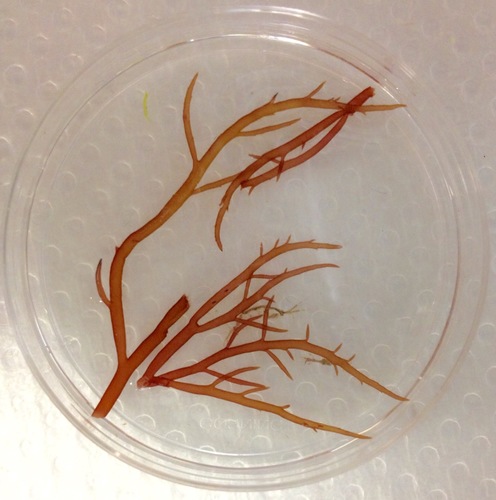 Solieria filiformis · iNaturalist