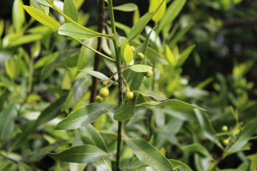 California bay from Rift Zone Trail, California, USA on June 26, 2023 ...
