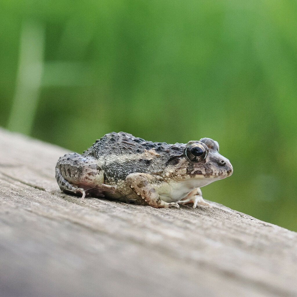 Rice field frog from Takekura, Mishima, Shizuoka 411-0807, Japan on ...