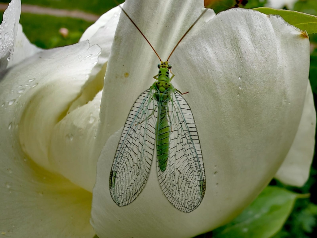 Chrysopa intima from Ботанический сад ИГУ on June 25, 2023 by ann_tel ...