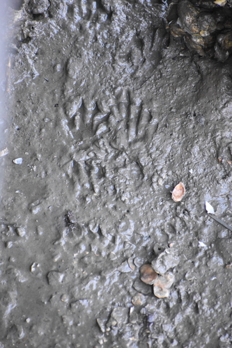Raccoon Tracks – NatureTracking