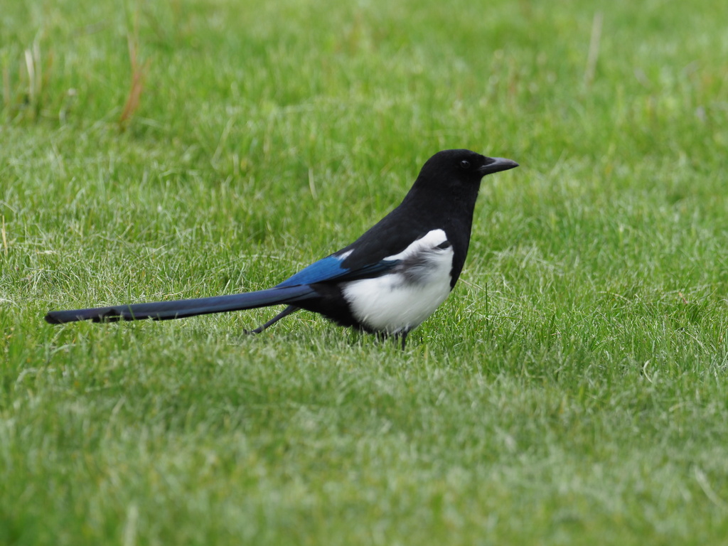 Black-billed Magpie from Custer Gallatin National Forest, West ...