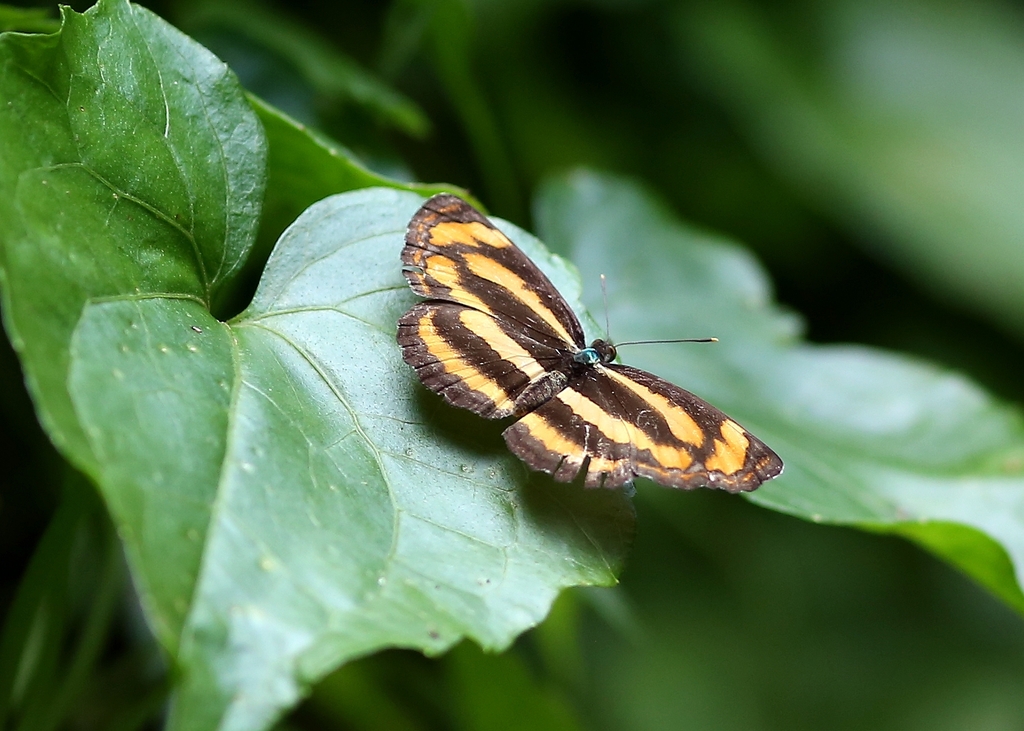 Common Lascar in June 2023 by Goofy Ko · iNaturalist