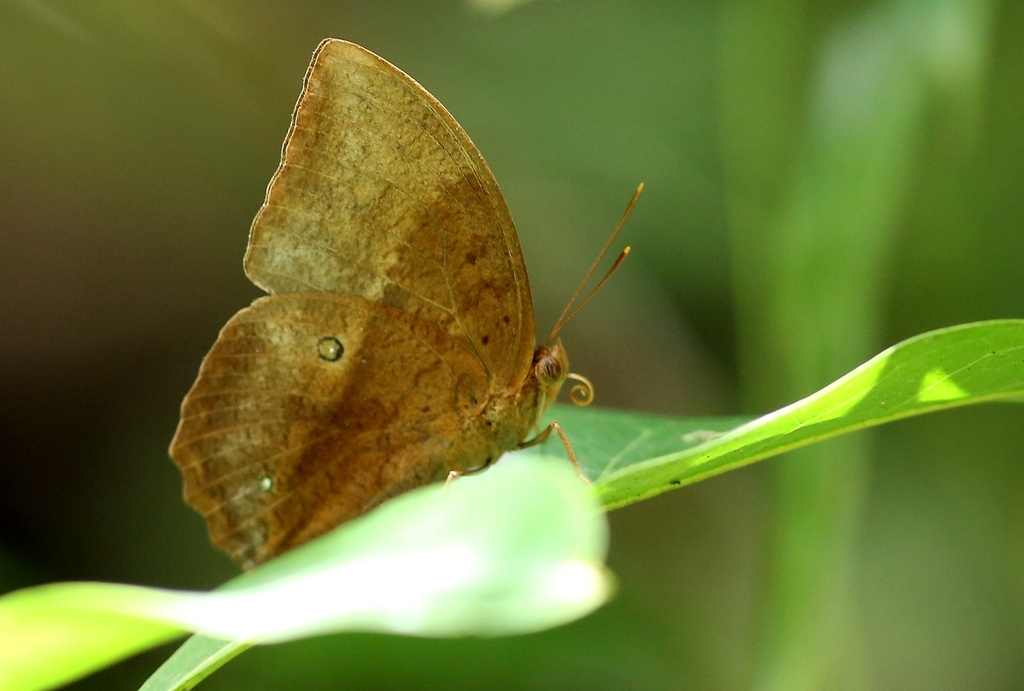 Common Duffer in June 2023 by Goofy Ko · iNaturalist