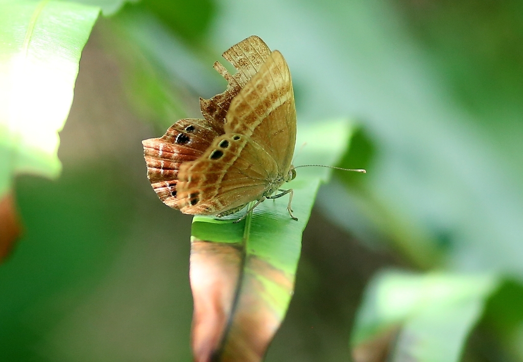 Plum Judy in June 2023 by Goofy Ko · iNaturalist