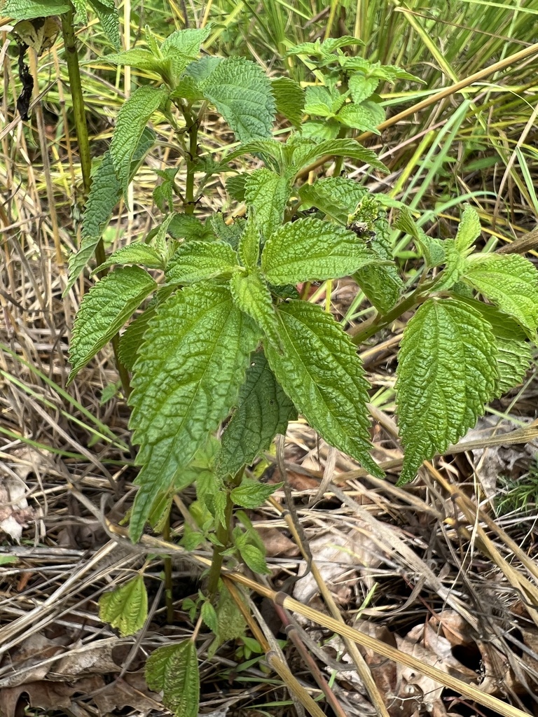 false nettle from Champlain, VA, US on June 27, 2023 at 10:15 AM by ...