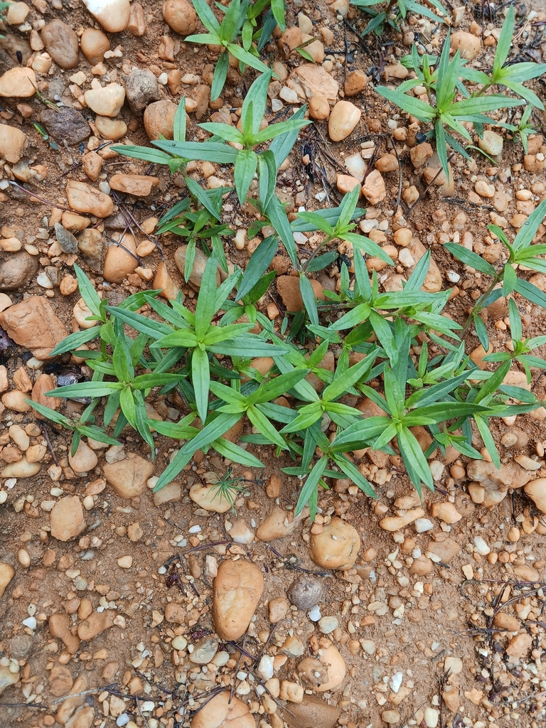 rough buttonweed from North East on June 27, 2023 at 10:24 AM by Sam ...