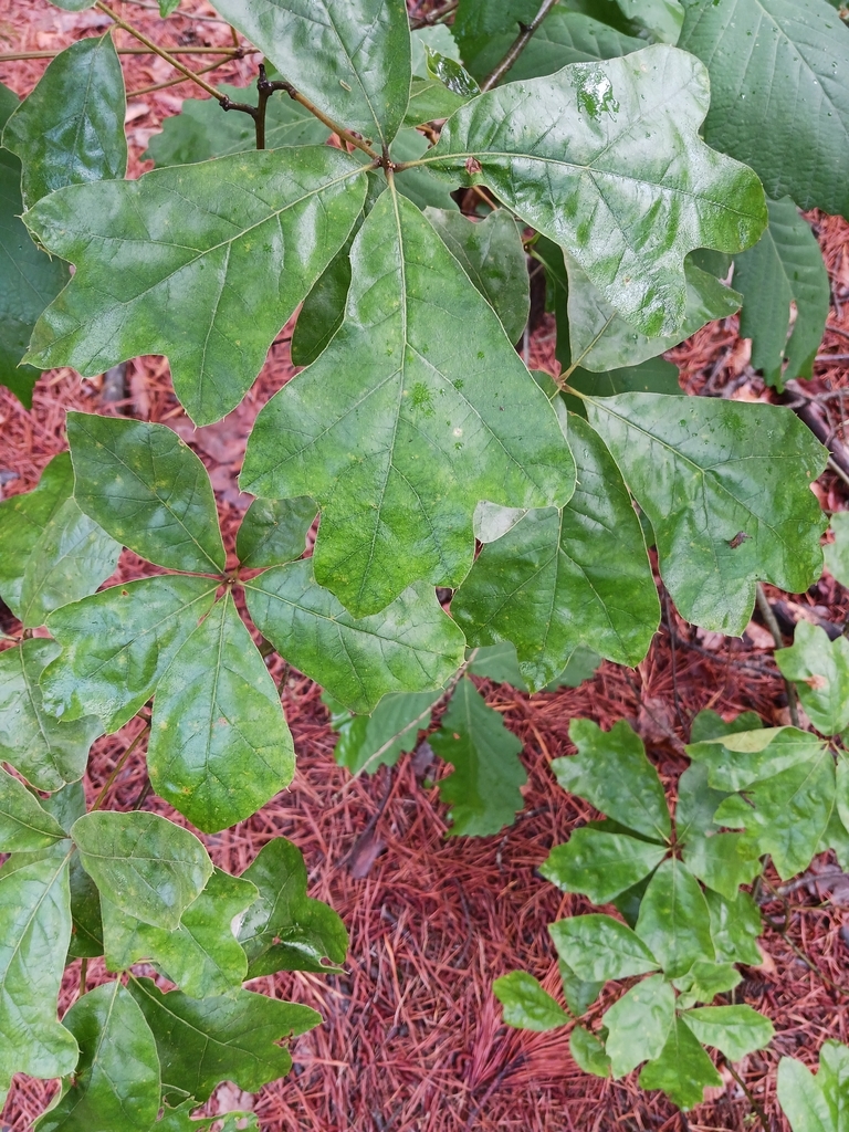 southern red oak from North East on June 27, 2023 at 10:27 AM by Sam ...