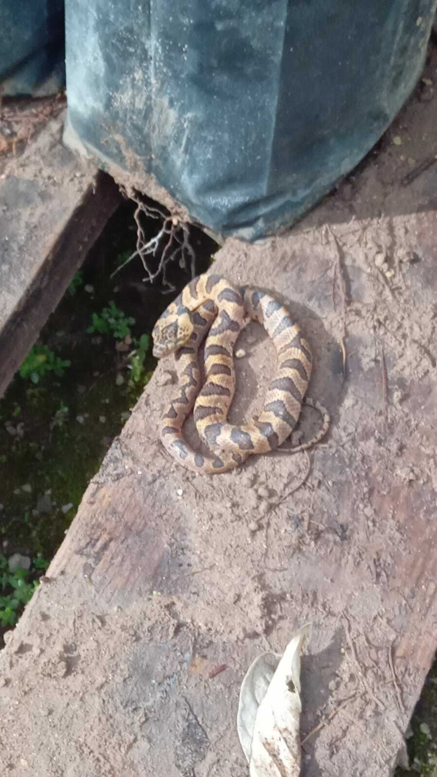 Leptodeira annulata (Linnaeus, 1758)