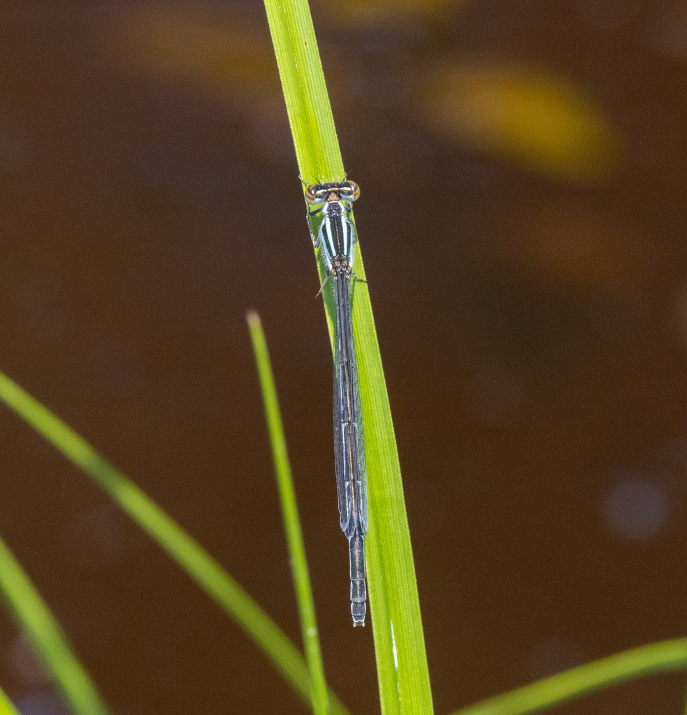 Narrow-winged Damselflies from Ephemeral Pond, Bladen County, NC, USA ...