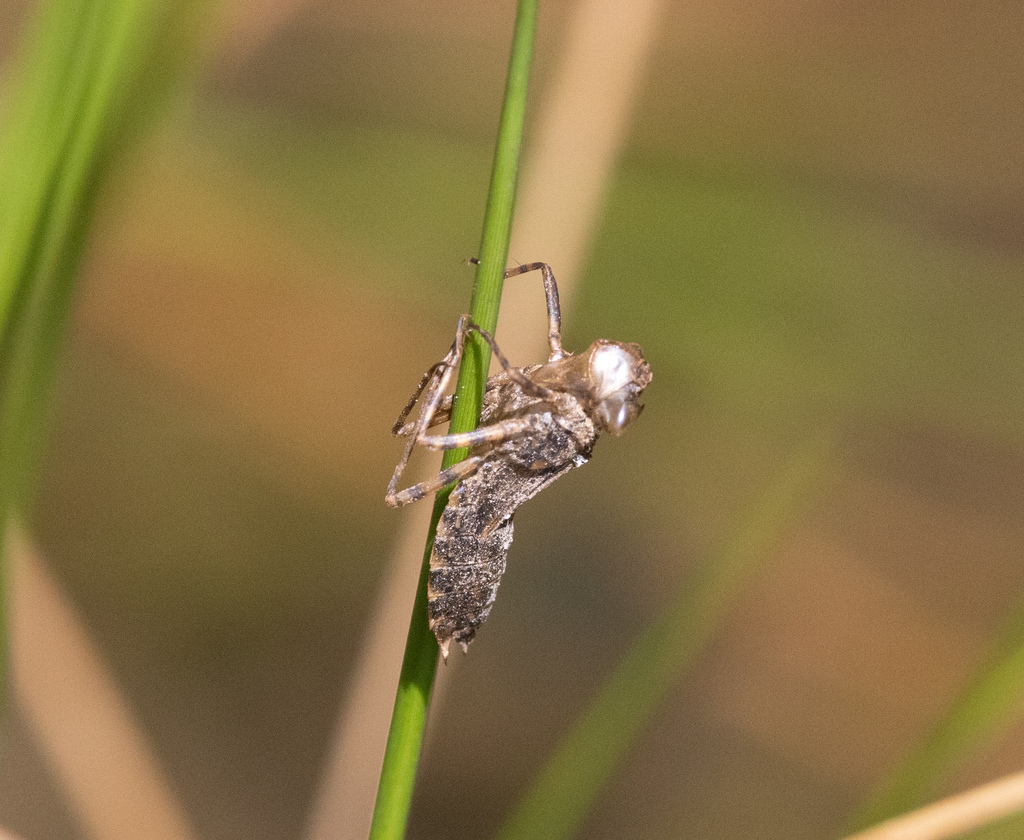Dragonflies from Pond, Bladen County, NC, USA on June 26, 2023 at 03:19 ...