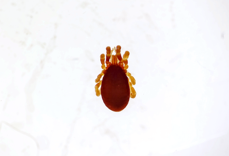 Neogoveid Harvestmen from 8JG3+732, Orellana, Ecuador on September 1 ...