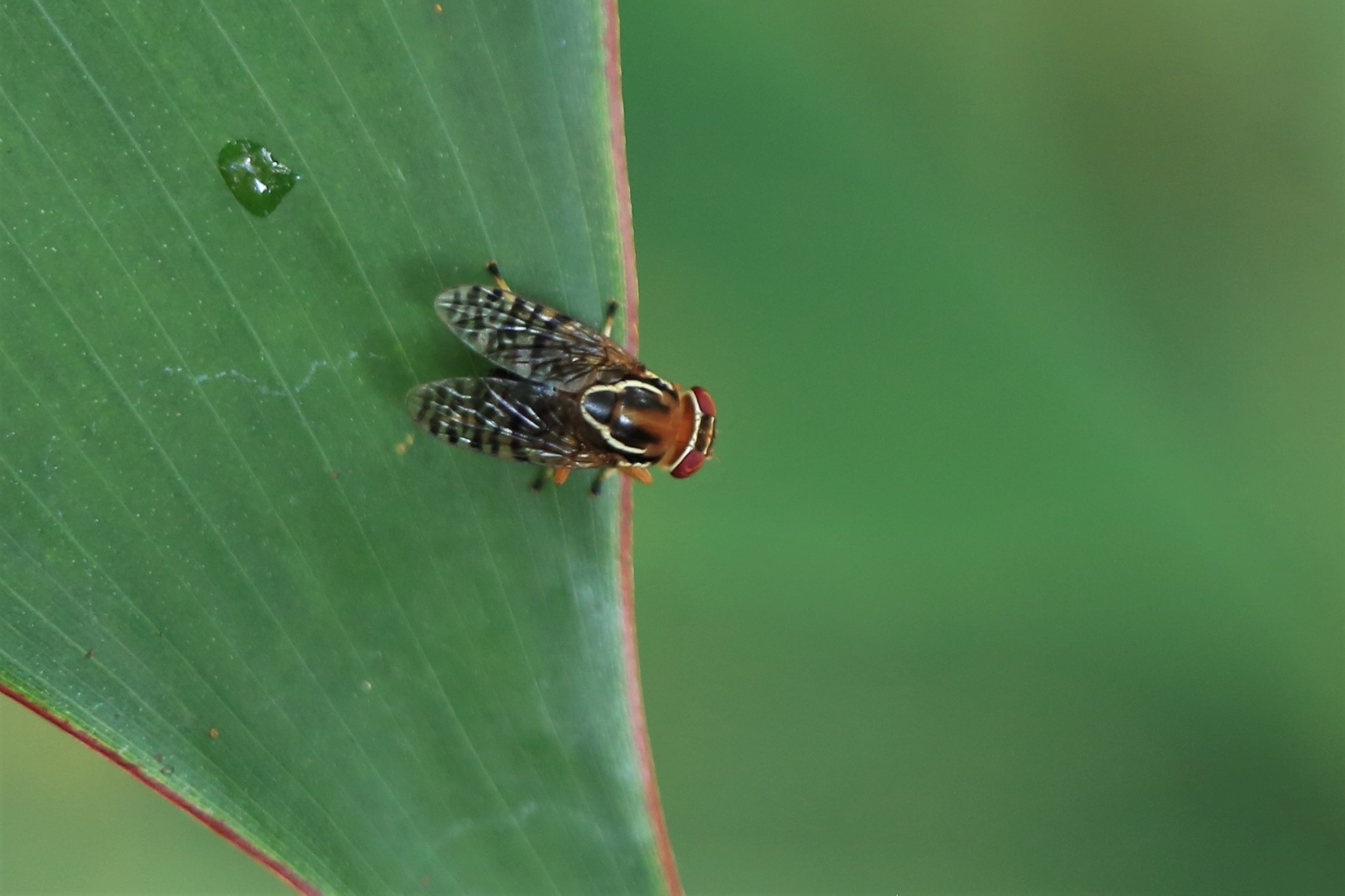 Scholastes cinctus (Guérin, 1831)